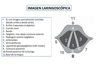 FISIOLOGÍA Y EXPLORACIÓN CLÍNICA DE LA LARINGE | PPT