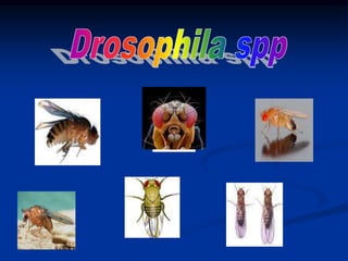 lalat.ppt penjelasan tentang lalat banyak | PPT