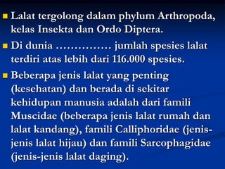 lalat.ppt penjelasan tentang lalat banyak | PPT