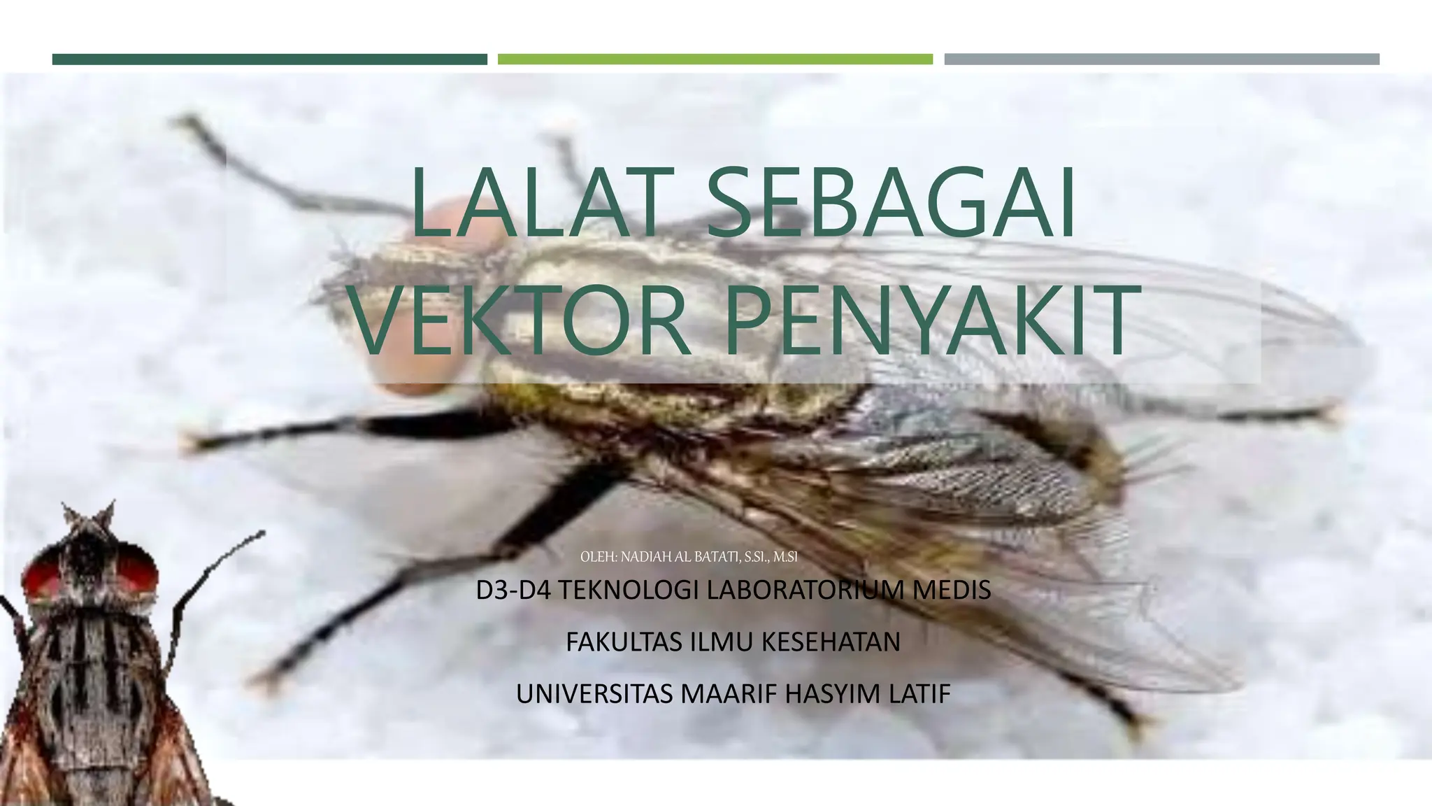 LALAT SEBAGAI VEKTOR PENYEBAB PENYAKIT.pptx