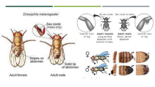 LALAT SEBAGAI VEKTOR PENYEBAB PENYAKIT.pptx