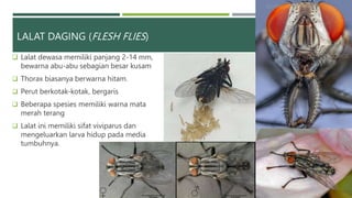 LALAT SEBAGAI VEKTOR PENYEBAB PENYAKIT.pptx