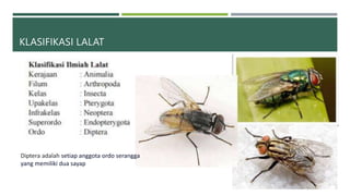 LALAT SEBAGAI VEKTOR PENYEBAB PENYAKIT.pptx