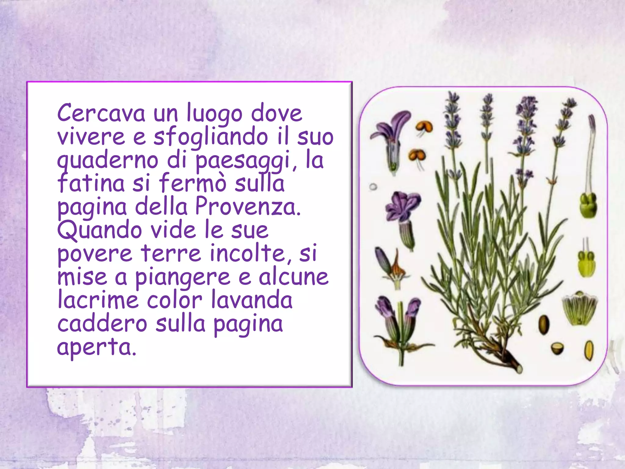 La lavanda | PPTX