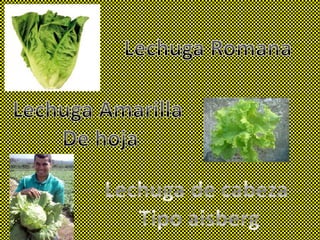 La lechuga | PPTX