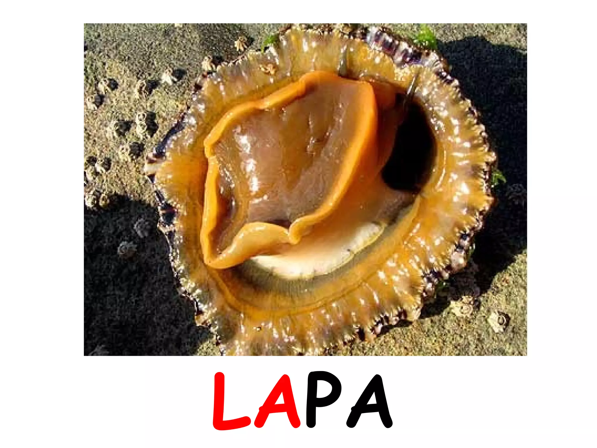 LECTOESCRITURA. LA LETRA L | PPS