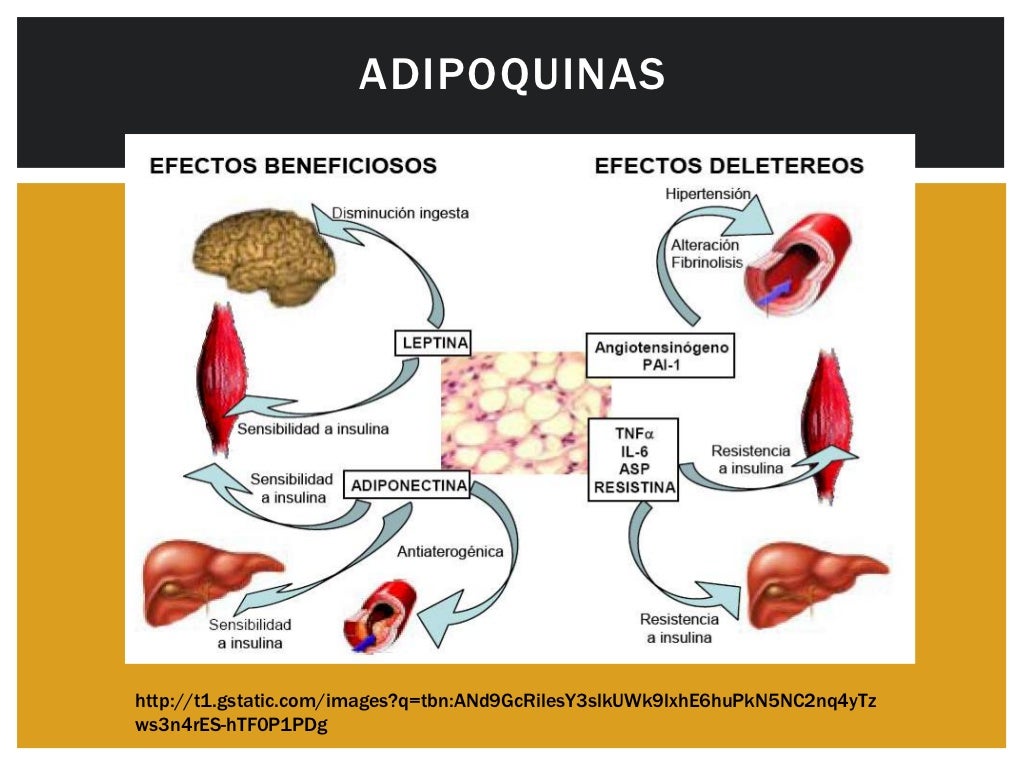 La leptina y la adiponectina