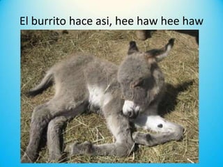 La letra de vengan a ver mi granja | PPT