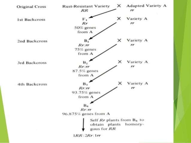 backcross method by LALJI GEDIYA