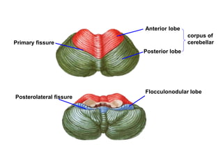 Flocculonodular Lobe Diagram