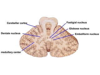 Cerebellar Cortex Anatomy