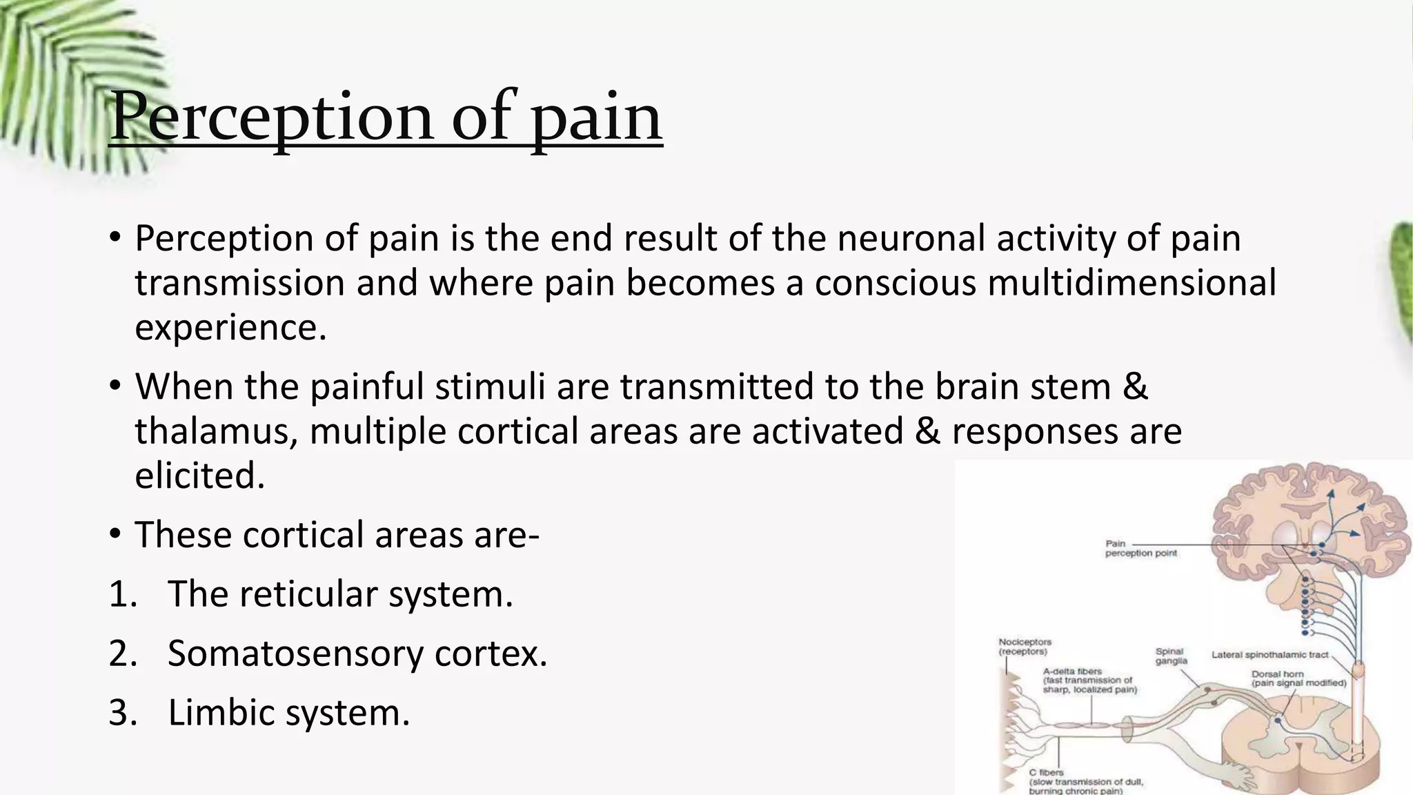 PHYSIOLOGY OF PAIN | PPTX