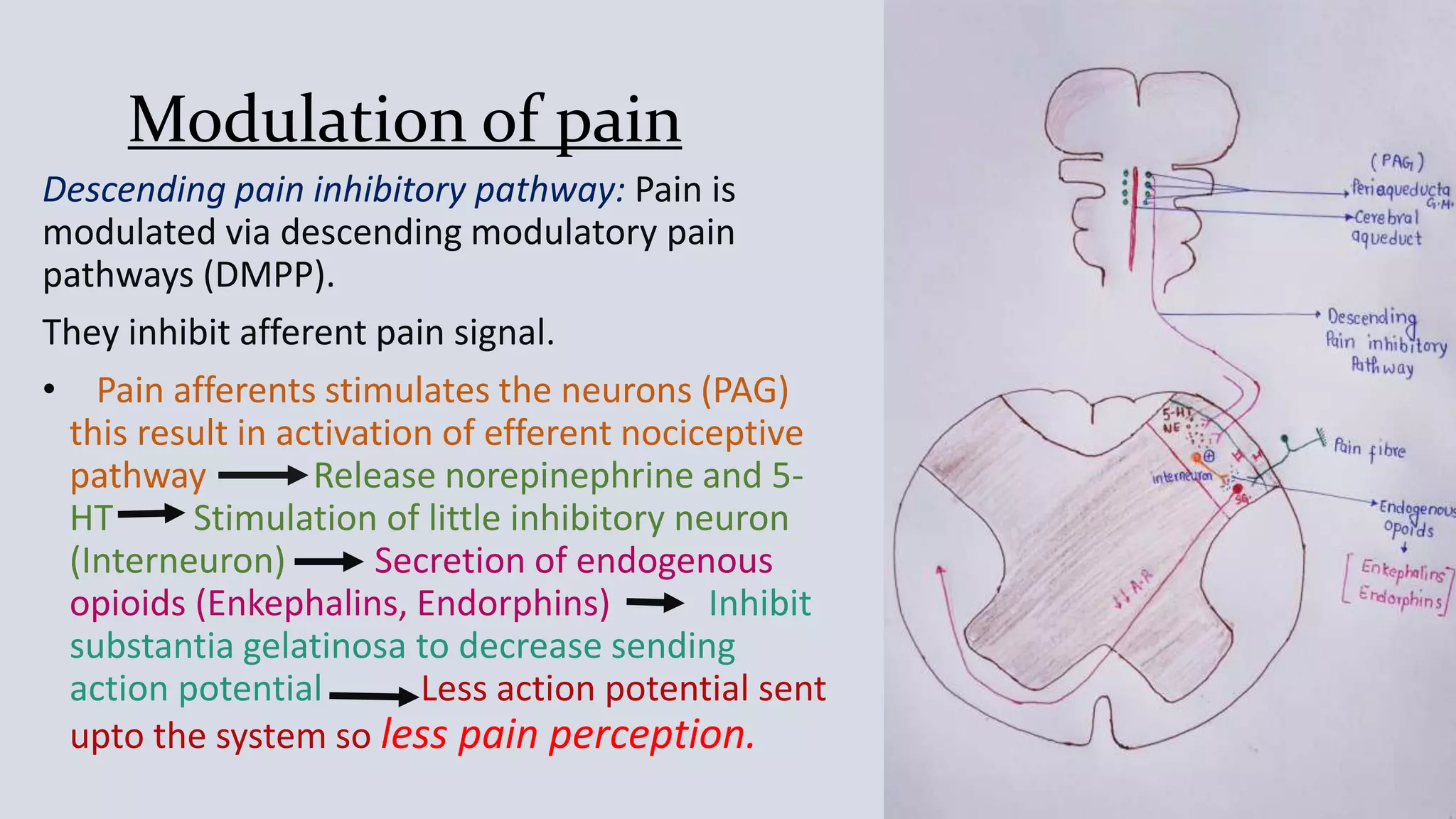 PHYSIOLOGY OF PAIN | PPTX