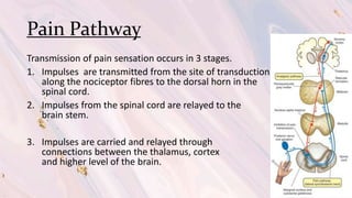 PHYSIOLOGY OF PAIN | PPTX