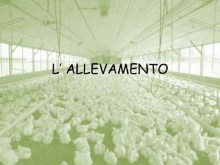 L’ allevamento | PPTX
