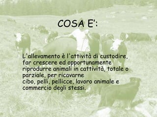 L’ allevamento | PPTX