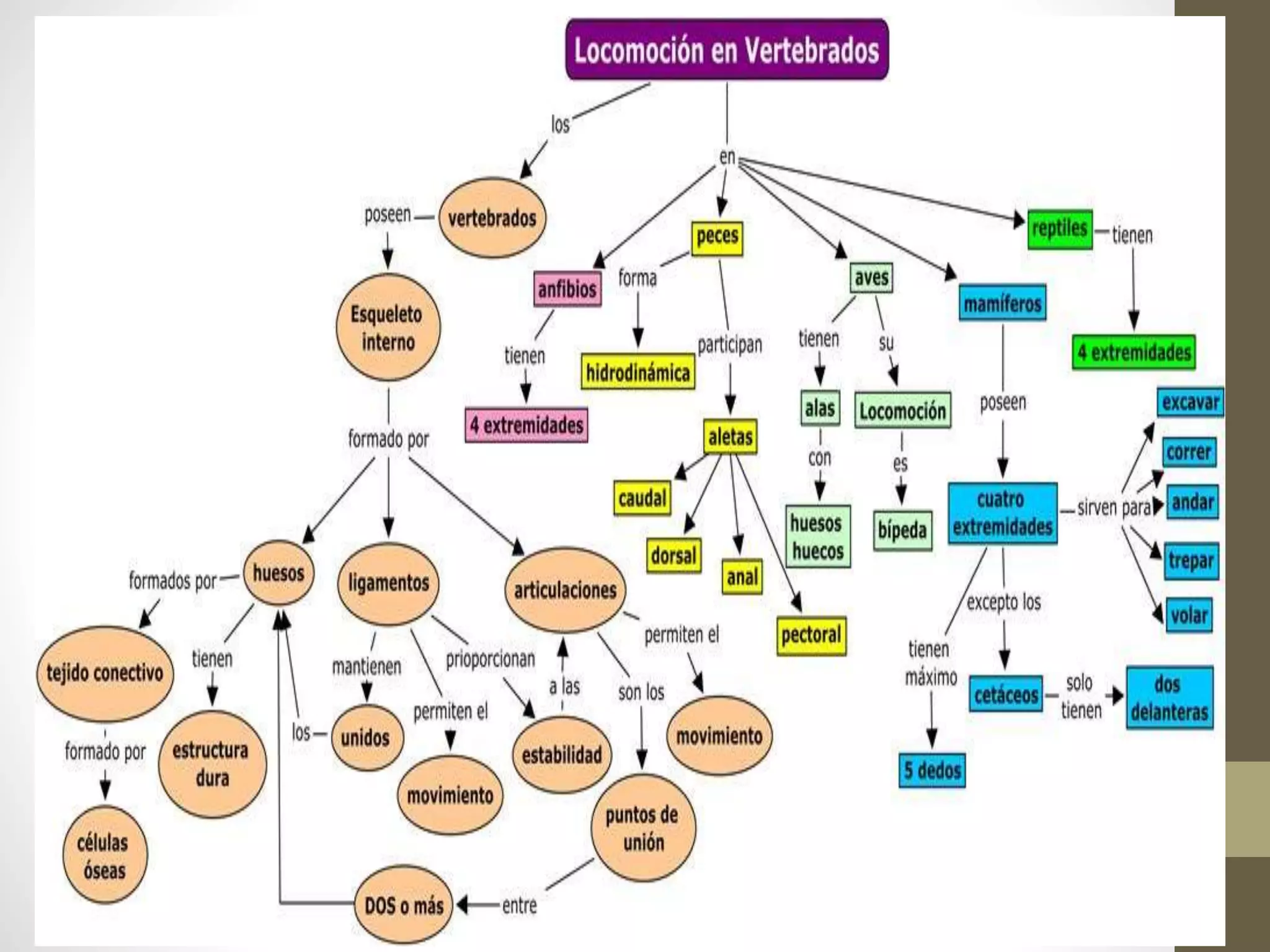 La locomoción de los vertebrados | PPTX