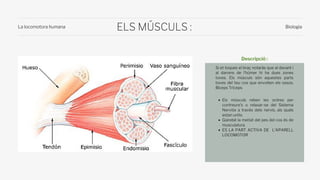 L’Aparell locomotor [ Els músculs ] | PPT