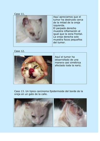 La luz uv. y el carcinoma epidermoide en los gatos | PDF