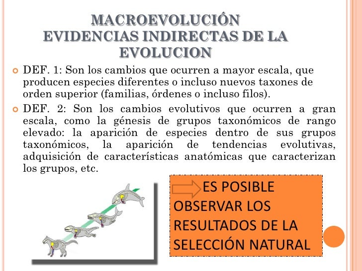 Qu Es Evolucin Significado Caractersticas Ejemplos Valores y sus ...