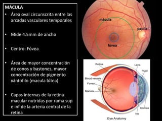 La macula y su patologia | PPTX