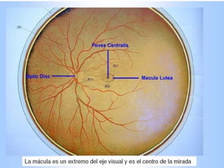 La mácula y su patoplogia | PPTX