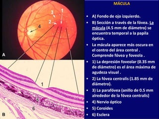 La mácula y su patoplogia | PPTX