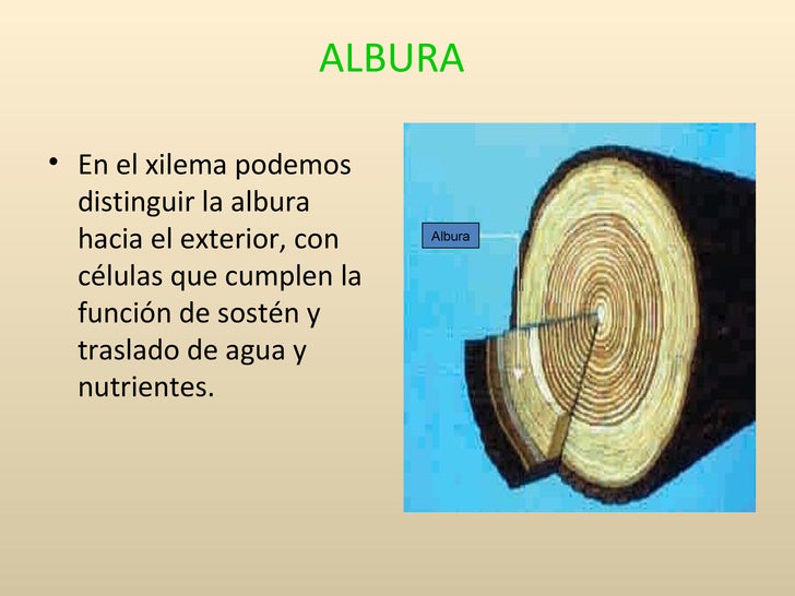 La madera