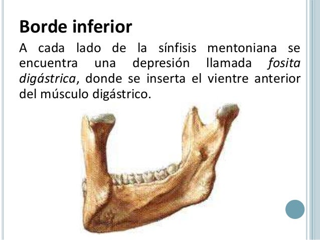 La mandibula