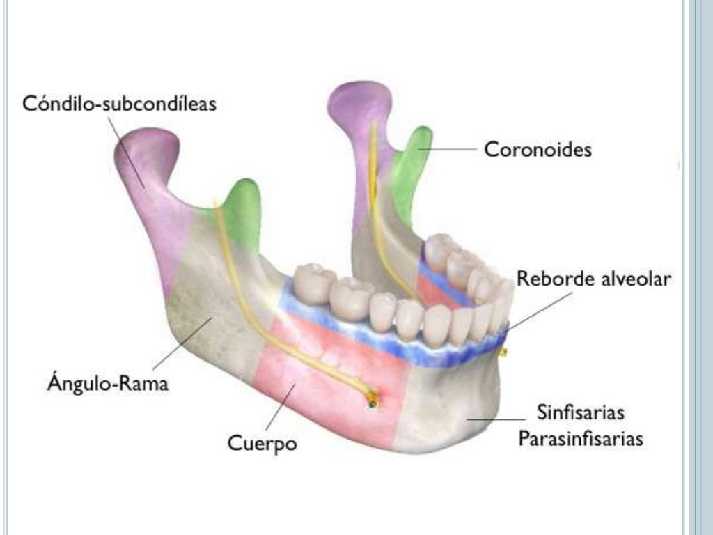 La mandibula