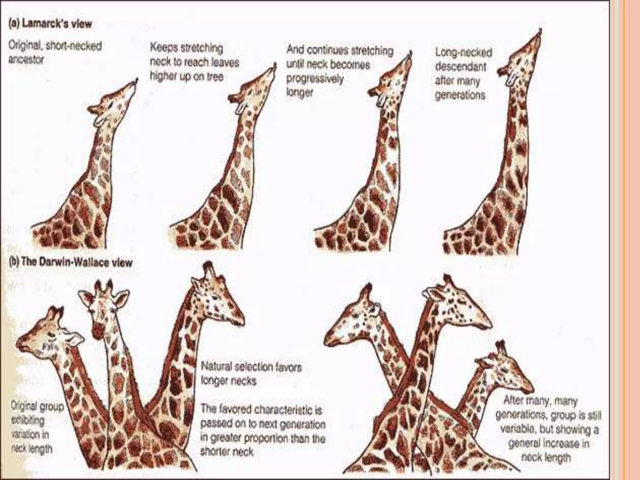 Theory of evolution : Lamarck and darwin | PPTX