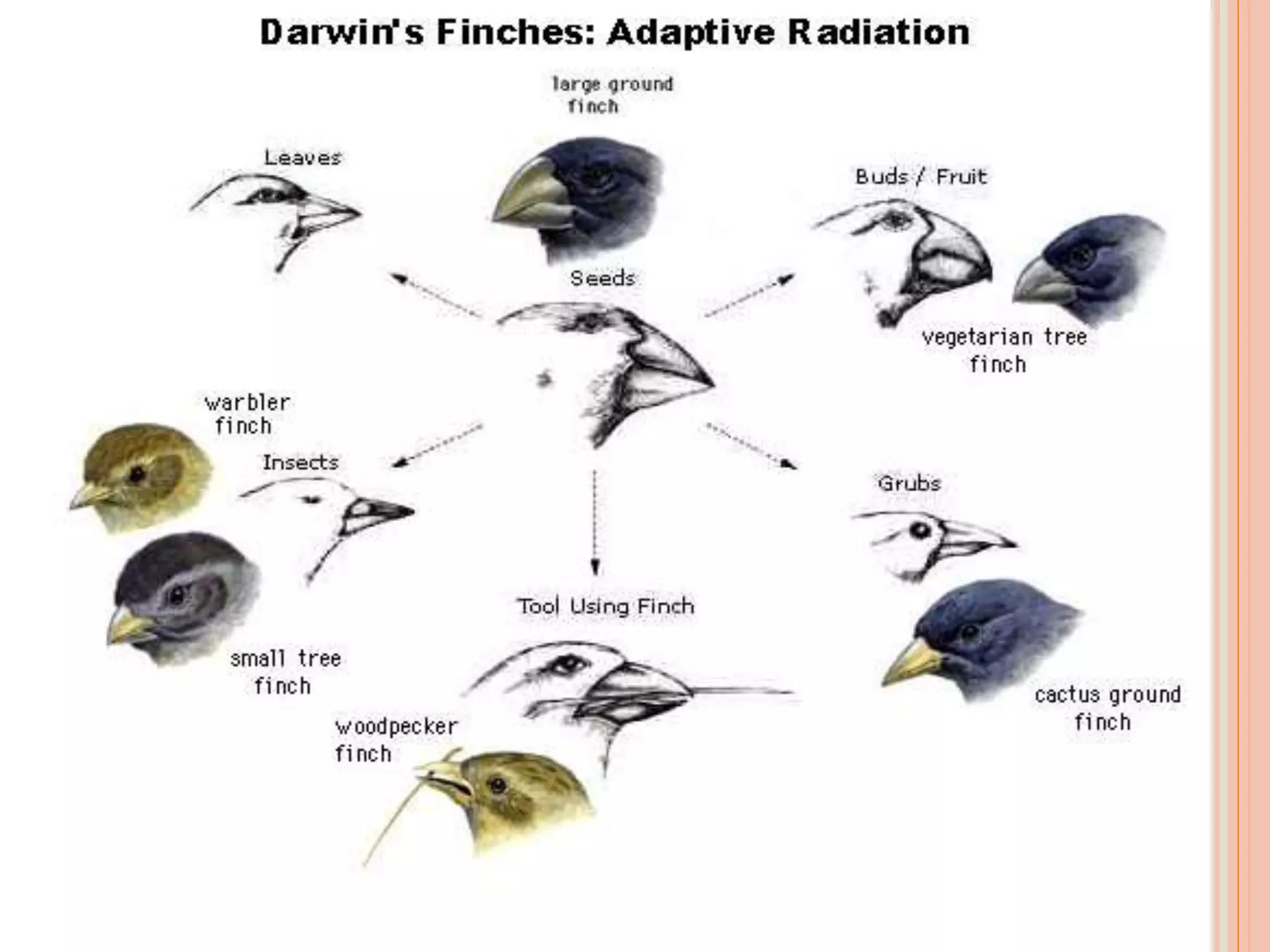 Theory of evolution : Lamarck and darwin | PPTX