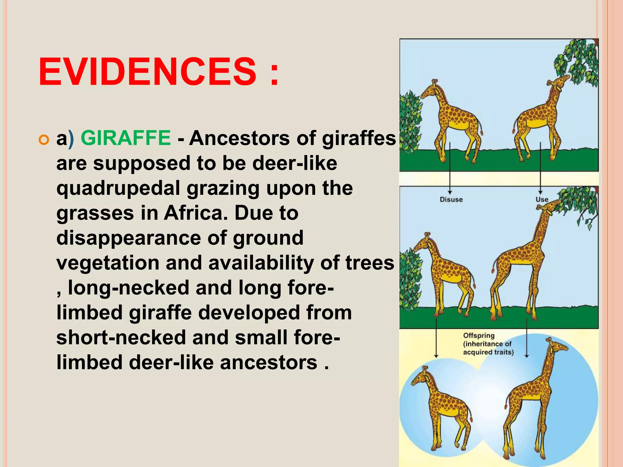Theory of evolution : Lamarck and darwin | PPTX