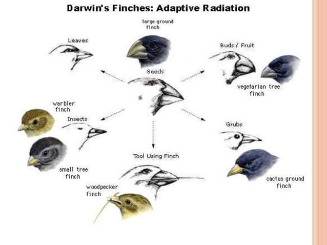 Theory of evolution : Lamarck and darwin | PPTX | Biological Sciences | Science