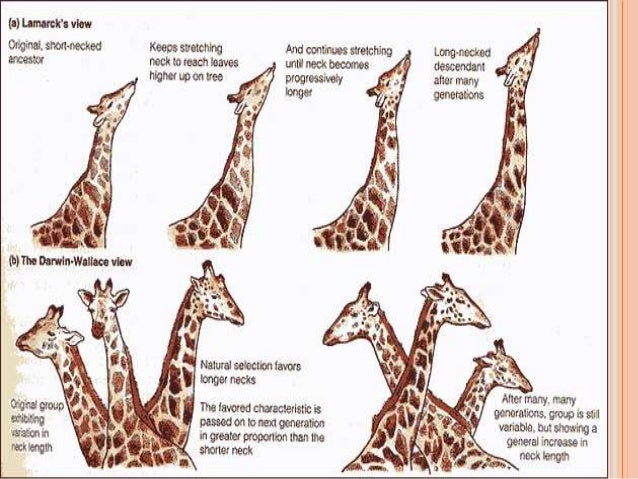 Theory of evolution : Lamarck and darwin