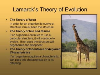 Lamarckism and neolamarkism | PPT