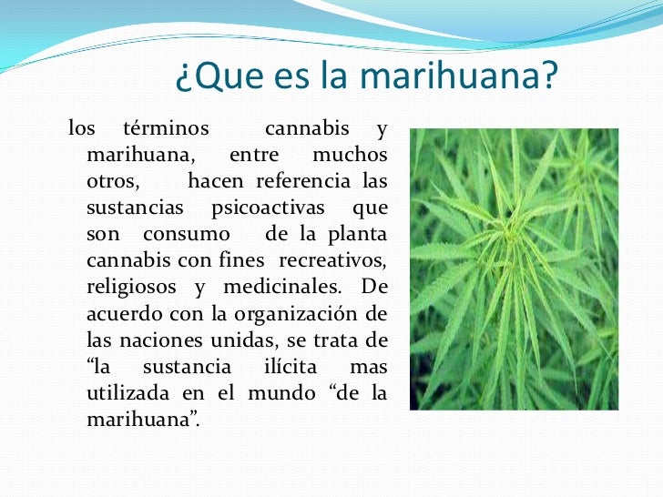 La Marihuana
