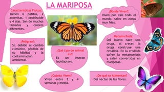 LA MARIPOSA - MIKEYLA FERNANDEZ.pptx