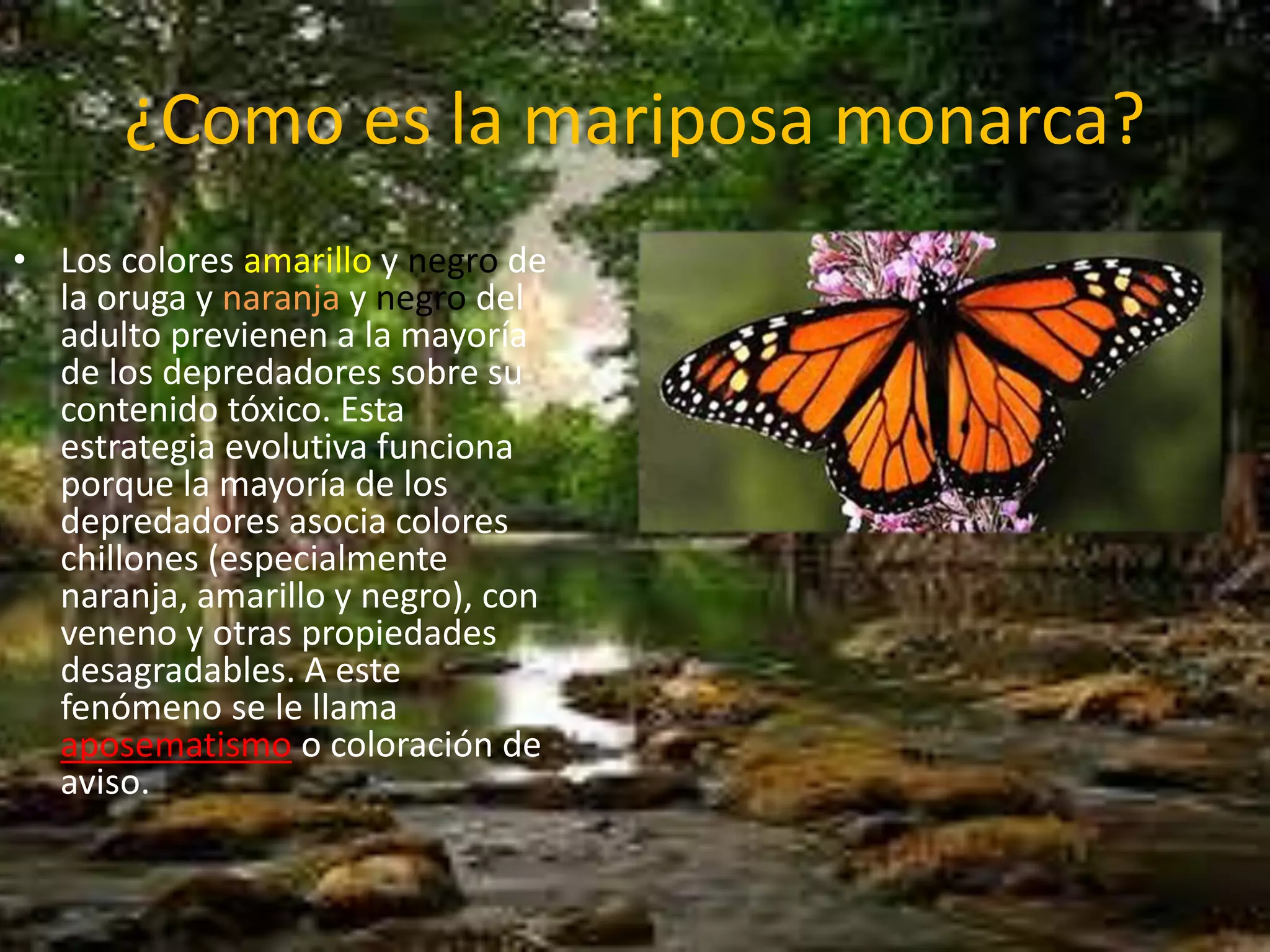 La mariposa monarca proyecto info | PPT