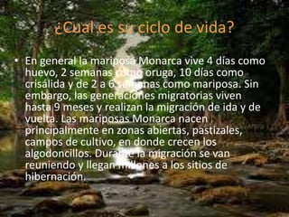 La mariposa monarca proyecto info | PPTX