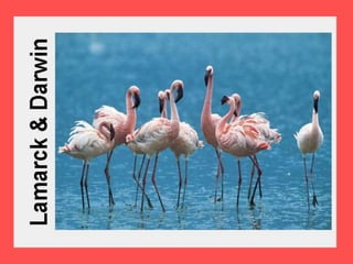 Lamark Vs Darwin | PPTX