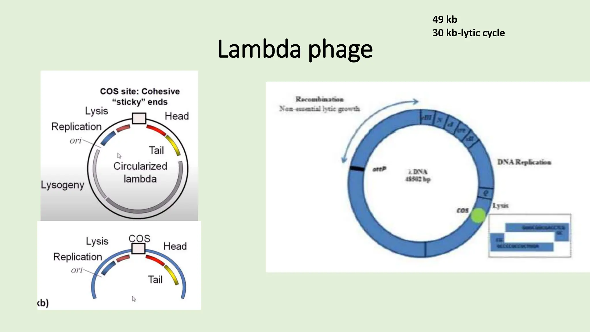 lambda bacteriophage.pptx