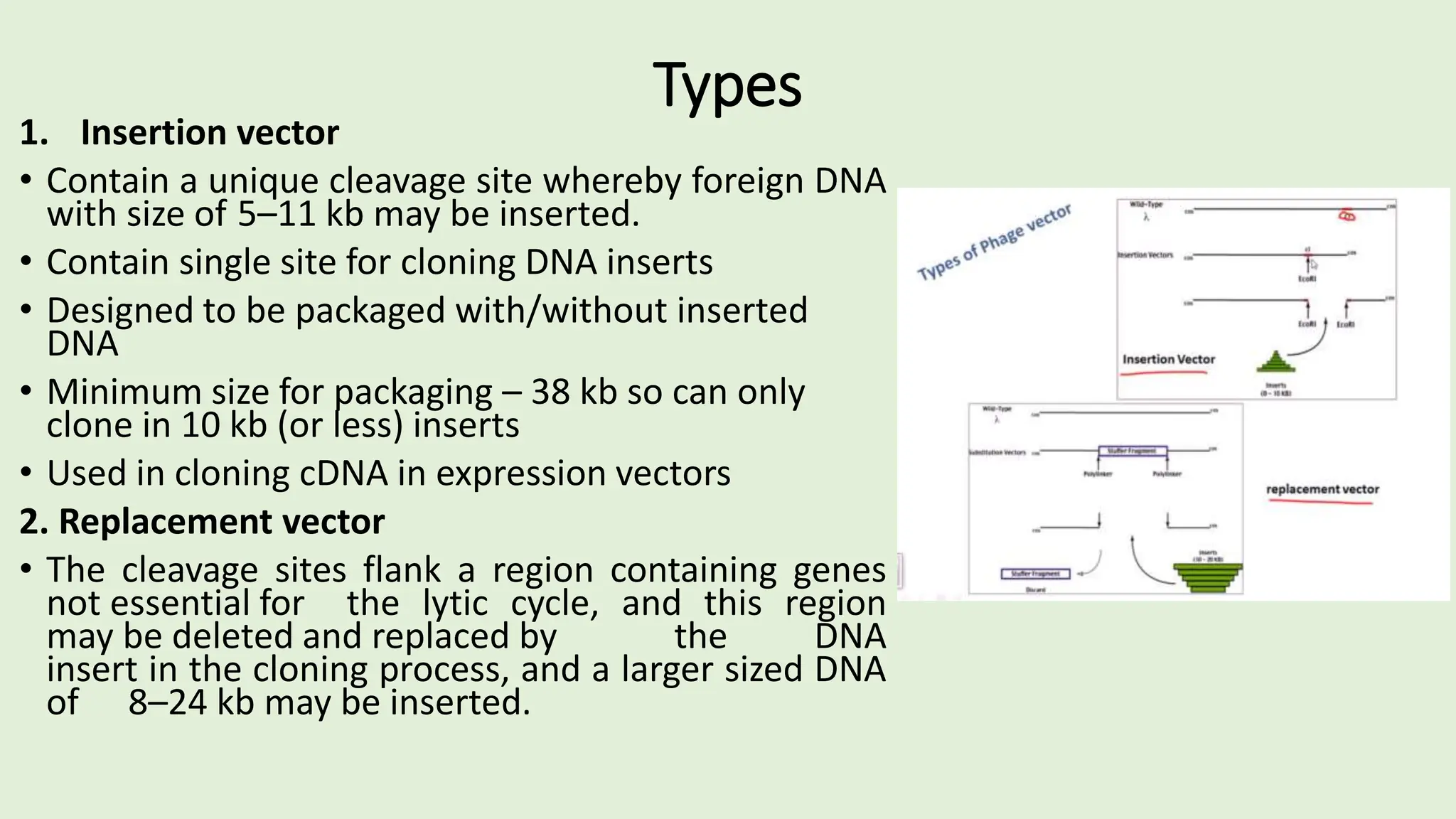 Lambda Bacteriophage Pptx