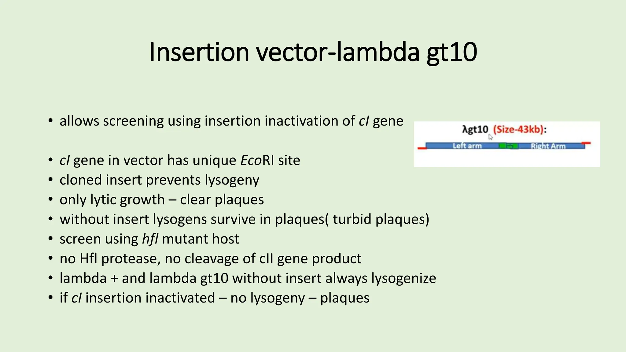 lambda bacteriophage.pptx