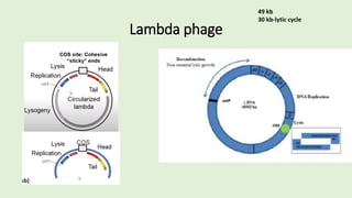 lambda bacteriophage.pptx