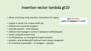 lambda bacteriophage.pptx