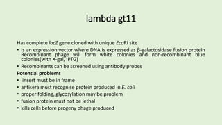 lambda bacteriophage.pptx