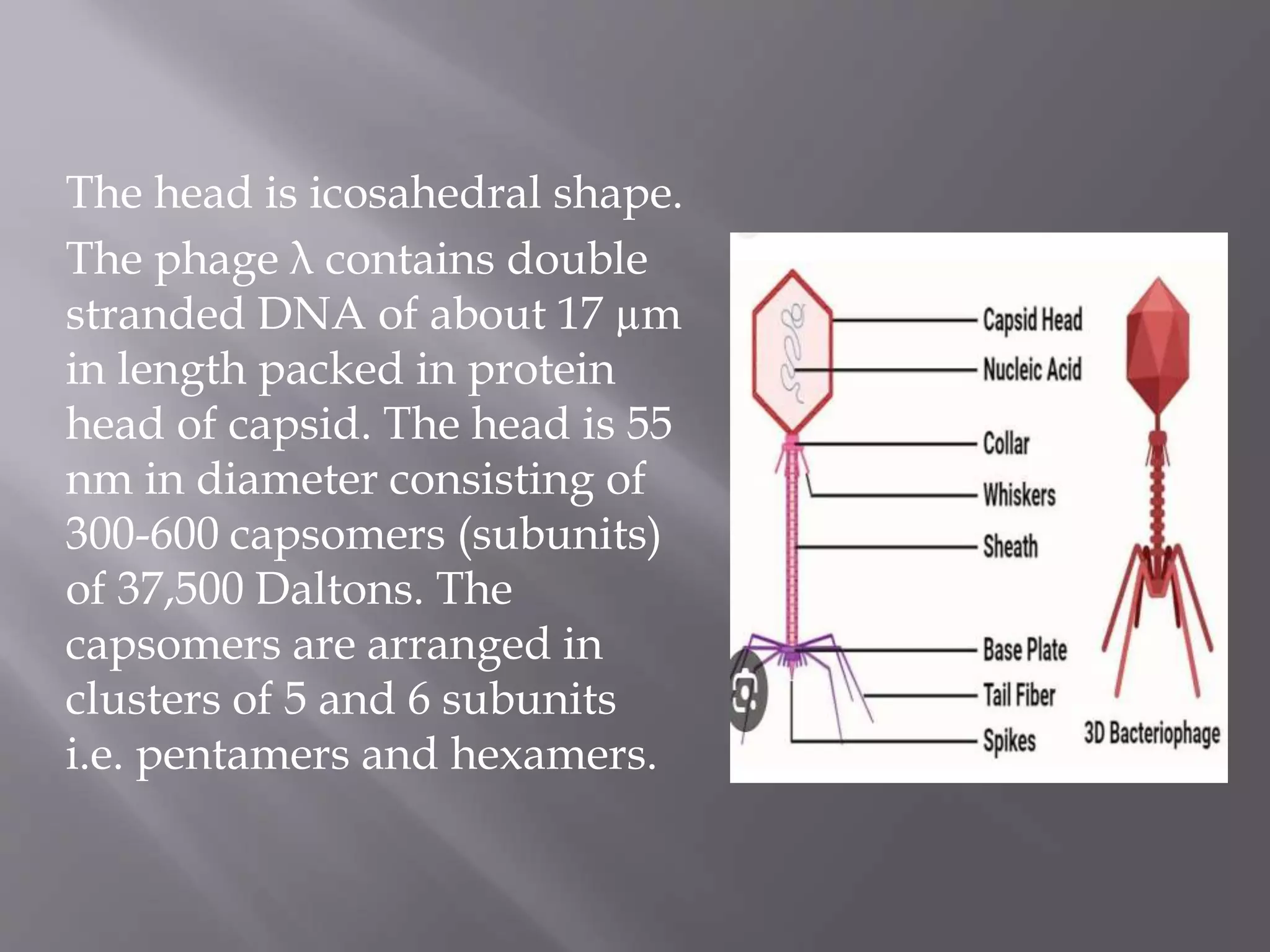 Lambda Phage Reproduction Ppt Free Download