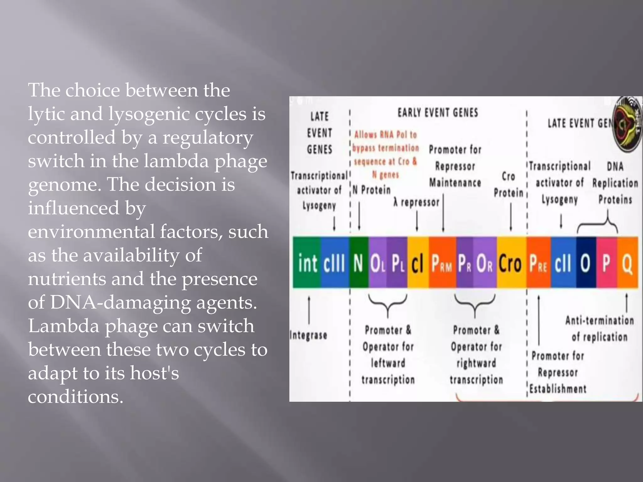 LAMBDA PHAGE - REPRODUCTION | PPTX