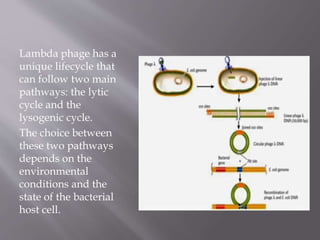LAMBDA PHAGE - REPRODUCTION | PPTX